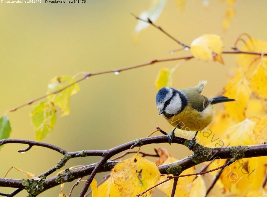 Kuva: Ruska - syksy Cyanistes caeruleus vesipisarat sade ruska lintu ...