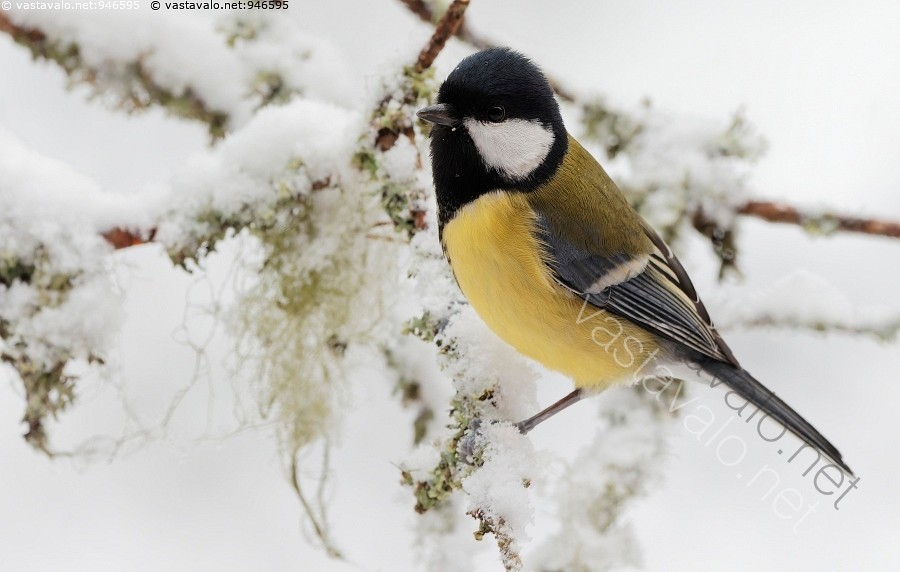 Kuva: Tiainen lumisella oksalla - talitiainen talvi lumi luminen oksa ...