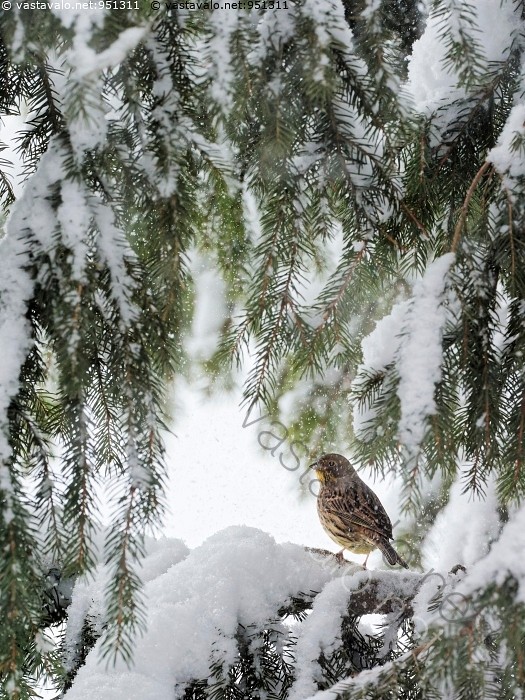 Kuva: Keltasirkku lumipyryssä - talvi lumi metsä kuusi luminen vihreä ...