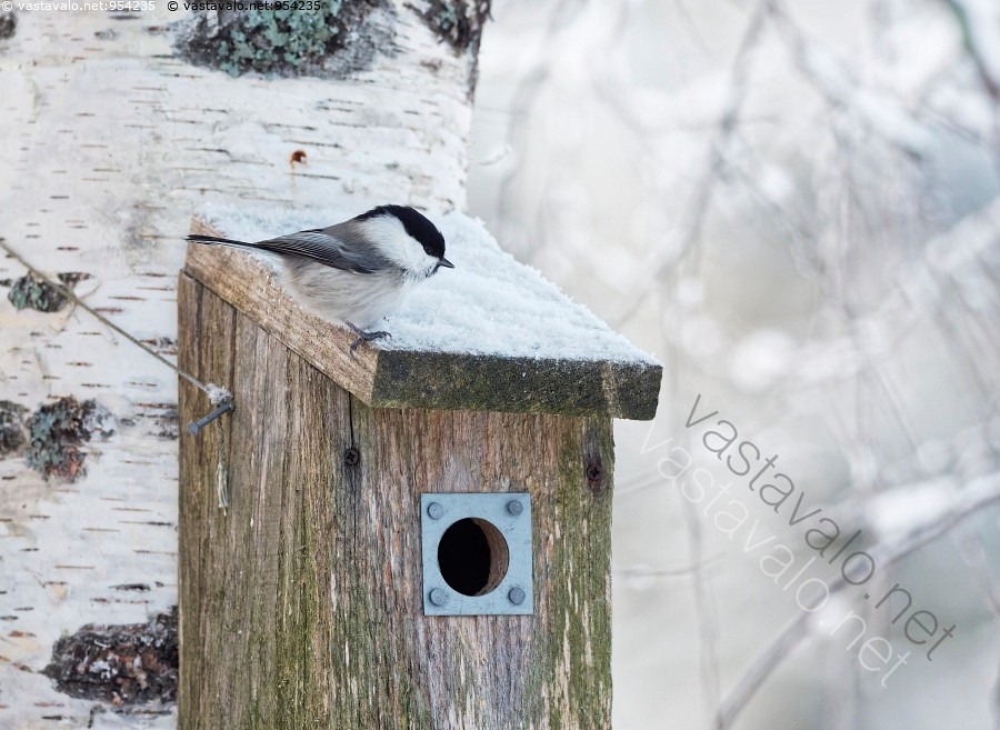 Kuva: Hömötiainen pöntön katolla - Parus montanus tiainen lintu utelias ...
