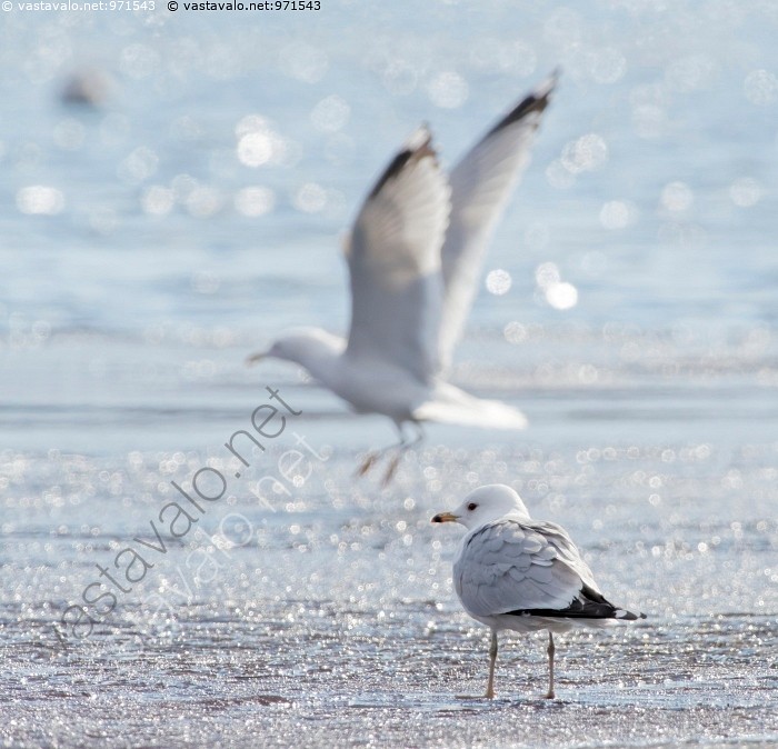 Kuva: Lokit jäällä - lokki kalalokki Larus canus kevät jää vesi ...