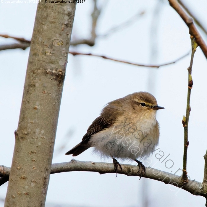 Kuva: Tltaltti puussa - tiltaltti Phylloscopus collybita lintu kevät ...