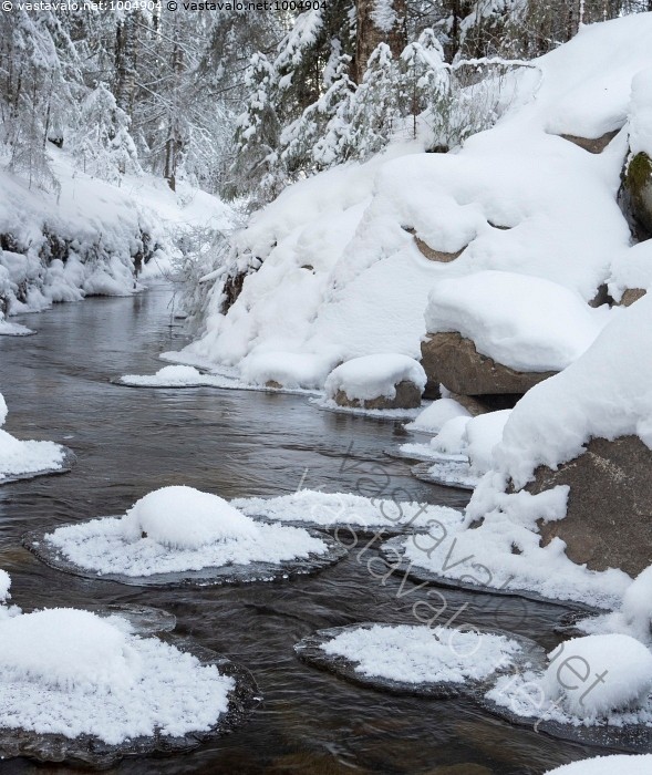 Kuva: Capeenpuron talvi - talvi puro koivikko luminen Capeenpuro metsä ...