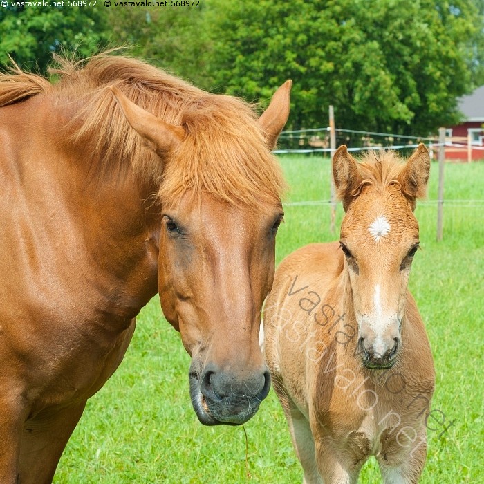 Kuva: Kesälaitumella - hevonen kesä maaseutu laidun rakennus aitaus ...