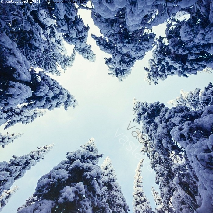 Kuva: Kuuset - talvi lumi puu tykkylumi puut latvat kuusi lumiset ...