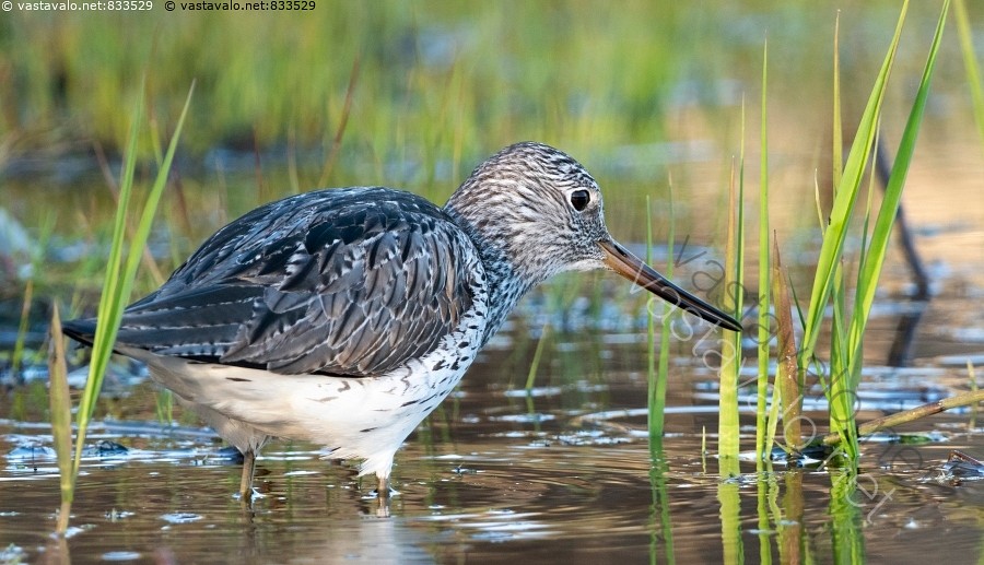 Kuva: Valkoviklo kosteikolla - kevät vesi rakennettu kosteikko Tringa ...