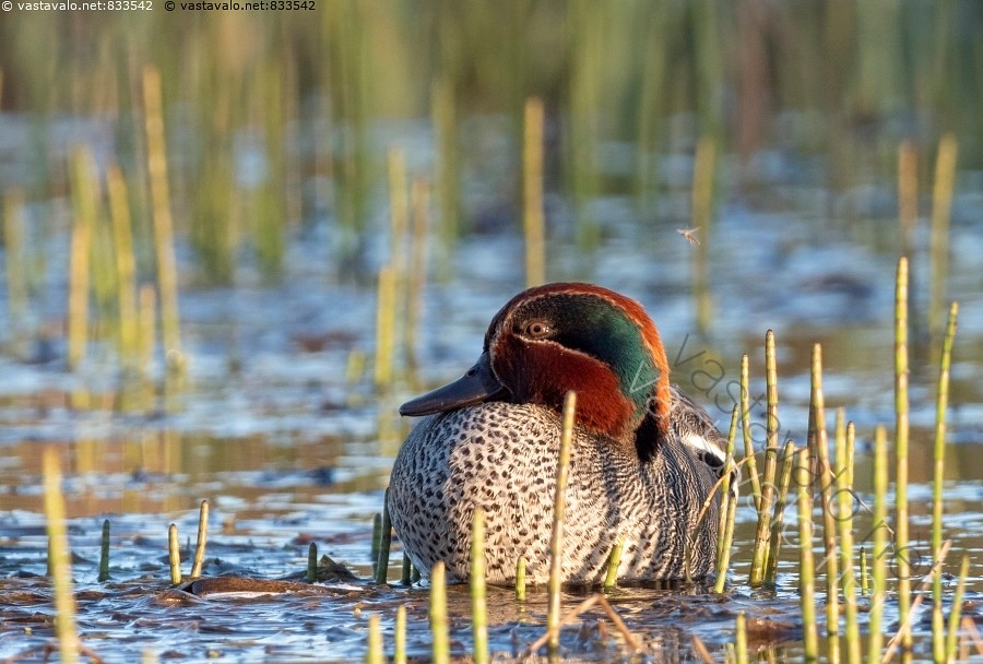 Kuva: Tavi ja hyttynen - kevät vesi rakennettu kosteikko tavi vedessä ...