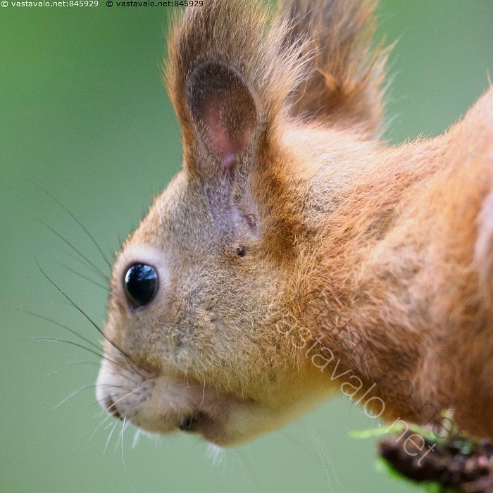 Kuva: Punkki oravassa - punkki puutiainen orava syksy Sciurus vulgaris ...