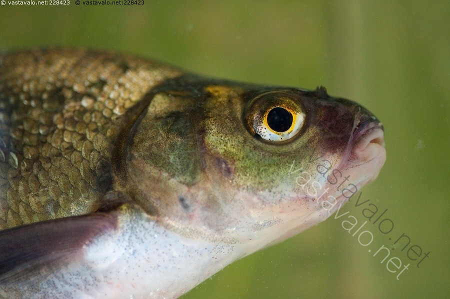 Kuva: Lahna - lahna Abramis brama kala kalan pää silmä suu järvikala ...