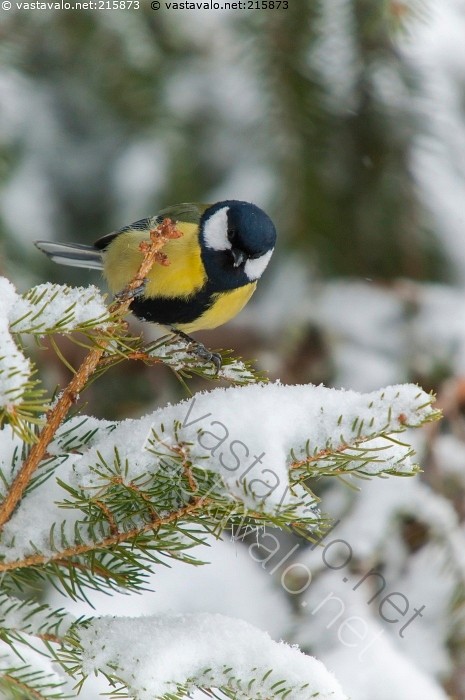 Kuva: Tiainen kuusen oksalla - talvi pakkanen lintu talitiainen lumi ...