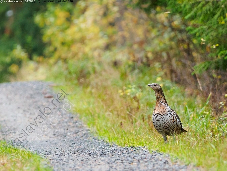 Kuva: Koppelo tien reunassa - metso syksy naaras Tetrao urogallus ruska ...