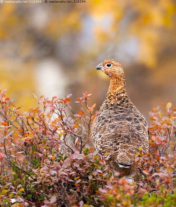 Kuva: Ruskalintu - lintu syksy riekko lagopus ruska Lappi riistalintu ...