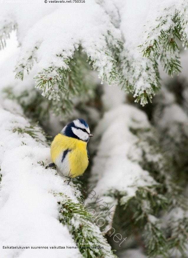 Kuva: Sinitiainen lumisessa kuusessa - sinitiainen Parus caeruleus ...
