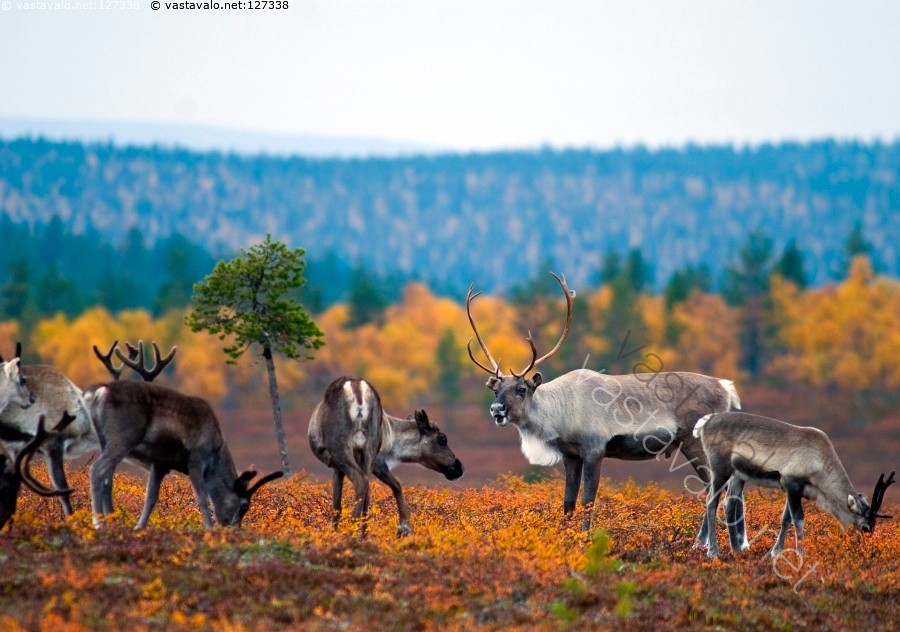 Kuva: Porot suolla. - poro Lappi maisema syksy ruska porot luonto tokka ...