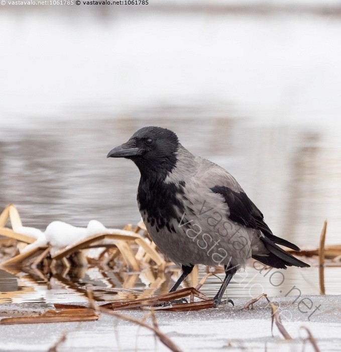 Kuva: Varis jäällä - talvi kevät kevättalvi varis heinä jää vesi ...