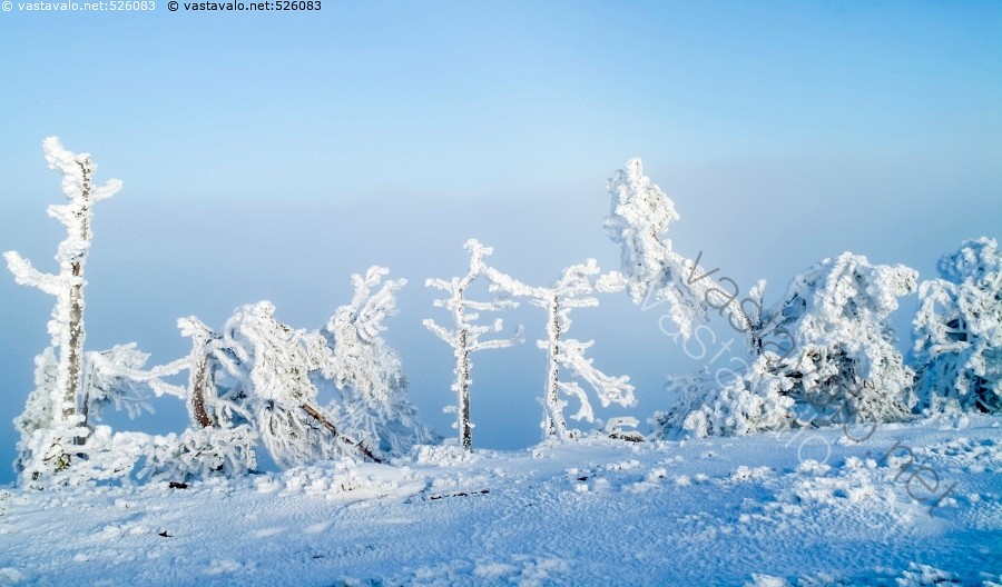 Kuva: Talvimaisema - talvimaisema lumi puut huurre Ruka talvi mänty ...