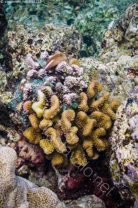 Kuva: Koralli ja kala - koralli koralliriutta riutta värikäs värit ...