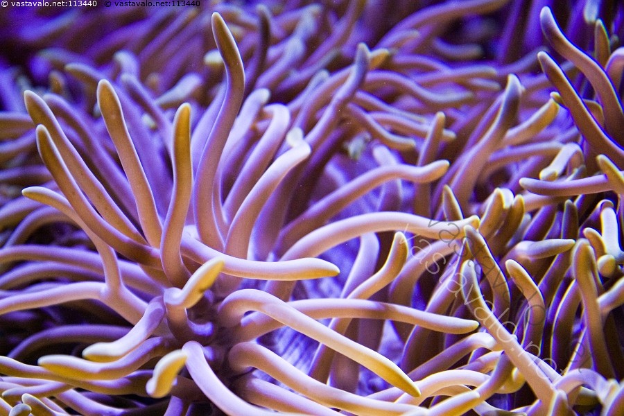 Kuva: Merivuokot - merivuokko merivuokot Actiniaria meriakvaario ...