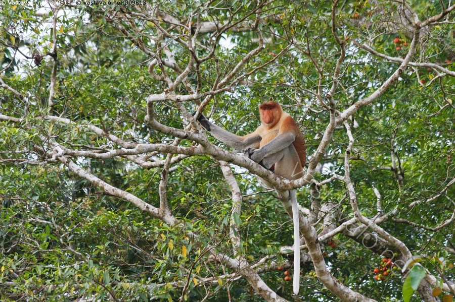Kuva: Nenäapina 2 - nenäapina Nasalis Larvatus apina uhanalainen ...