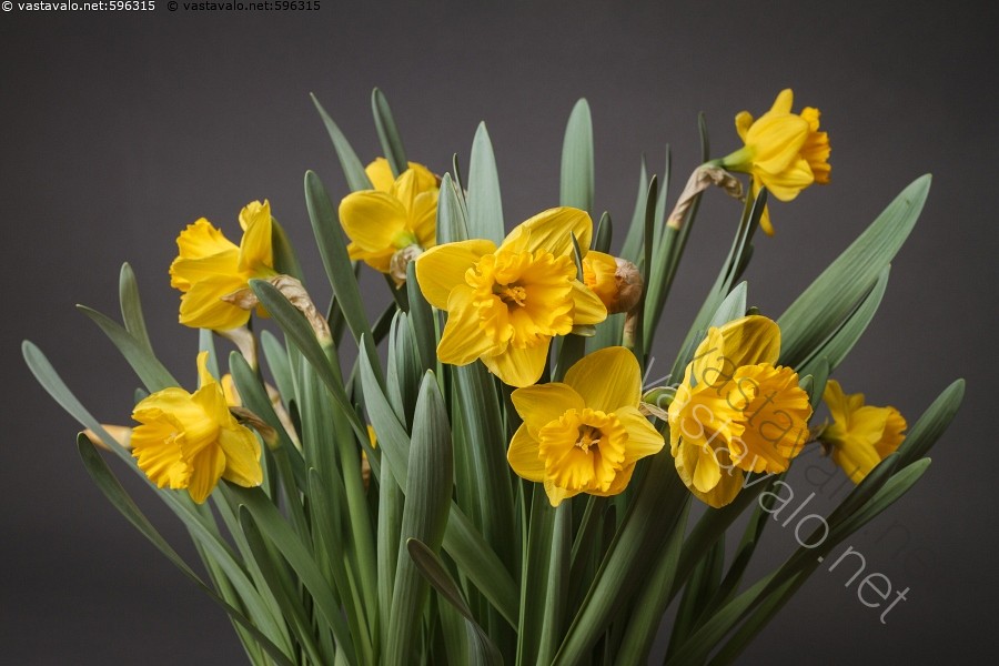 Kuva: Pääsiäisliljat 1 - narsissi narsissit Narcissus pseudonarcissus ...