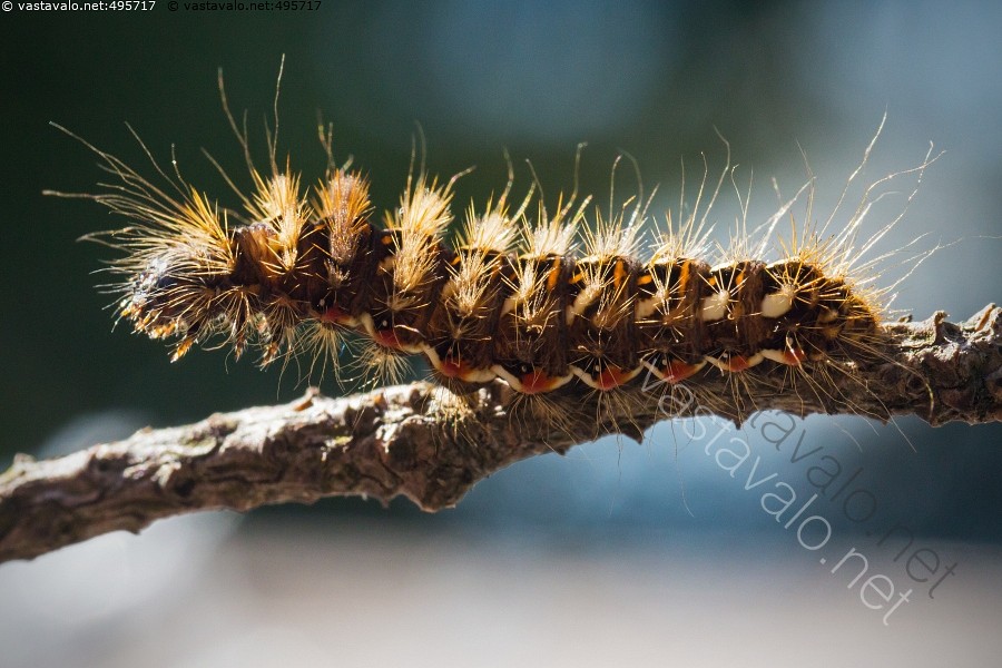 Kuva: Pilkkuiltayökkösen toukka - pilkkuiltayökkönen acronicta rumicis ...