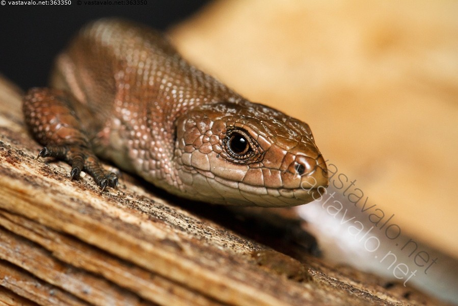 Kuva: Sisilisko 1 - sisilisko Zootoca vivipara matelija lisko ...