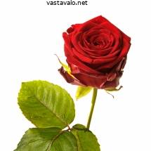 Kuva: Punainen ruusu - punainen ruusu kukinto kukka terälehti ...