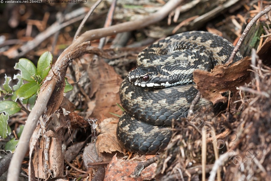 Kuva: Kyykäärme kerällä - kyy käärme kyykäärme vaarallinen myrkyllinen ...