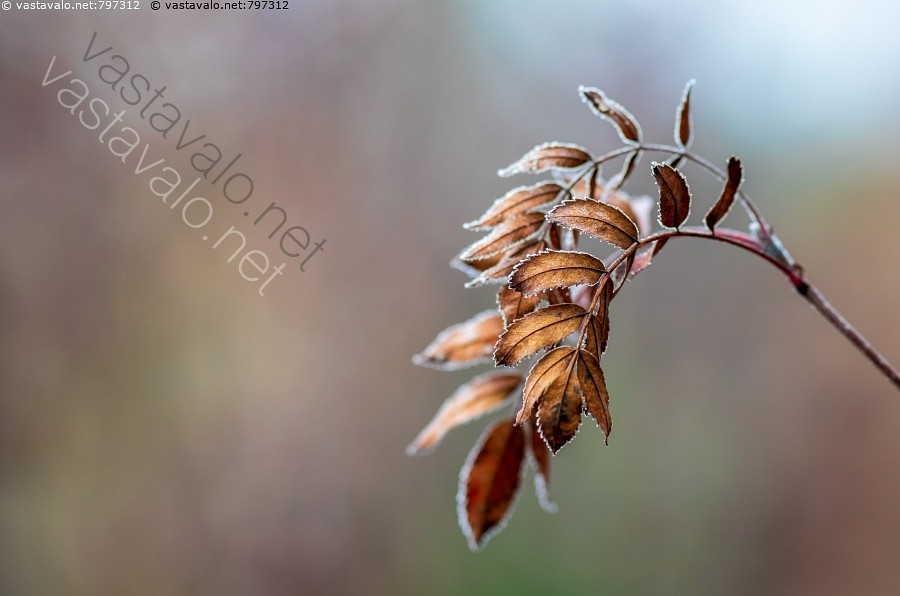 Kuva: Syksyn lehdet - pihlaja lehti lehdet lehtipuu oksa syksy ruska ...