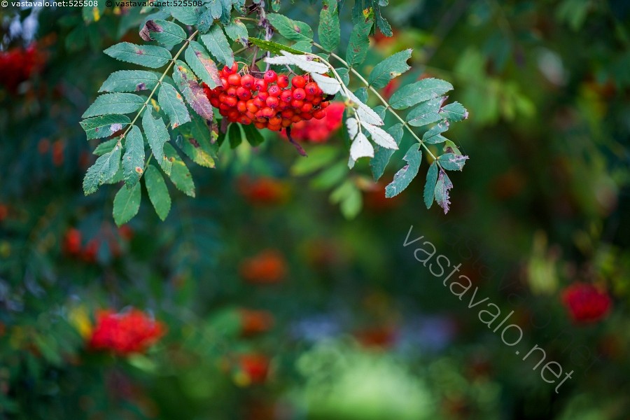 Kuva: Pihlaja - pihlaja marja marjat marjaterttu punainen syksy metsä ...