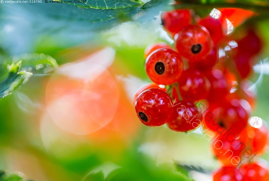 Kuva: Viinimarjat - viinimarja viinimarjat viinimarjaterttu marja ...