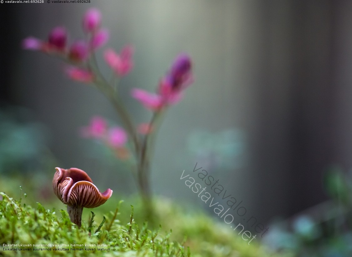 Kuva: Sieni metsässä - sieni ruskea sammalikko sammal vihreä varpu ...