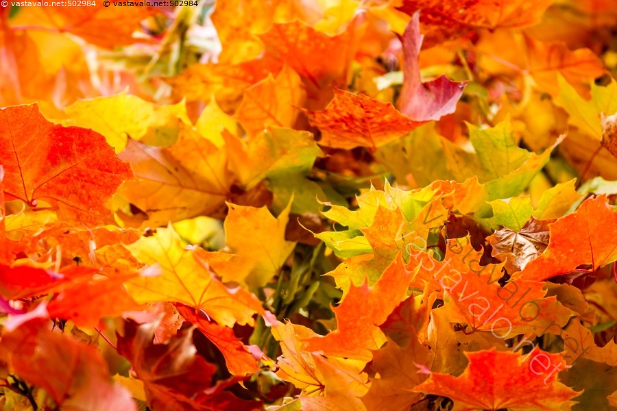 Kuva: Värikäs vaahtera - vaahtera metsävaahtera ruska värikäs puu ...