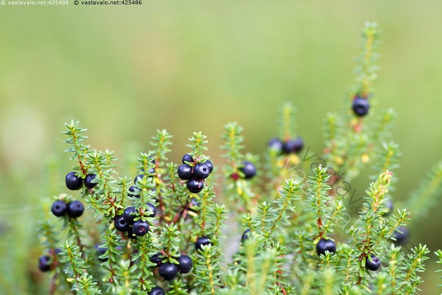 Kuva: Variksenmarjat - variksenmarja variksenmarjat marja marjat ...