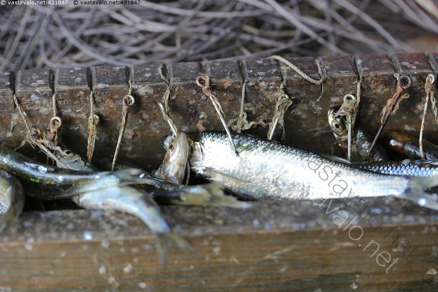 Kuva: Pitkäsiima - salakka kala kalastus pitkäsiima pyydys siima suomu ...