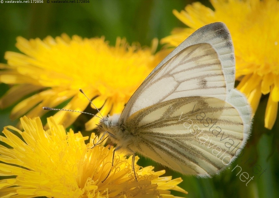 Kuva: Lanttuperhonen - Lanttuperhonen Pieris napi kaaliperhoset ...