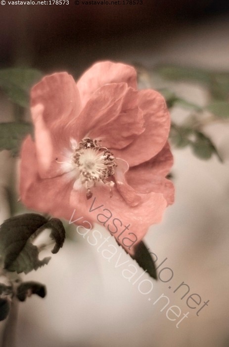 Kuva: rosa - ruusu rose rosa kukka kukinto kukinta pensas piikki ...