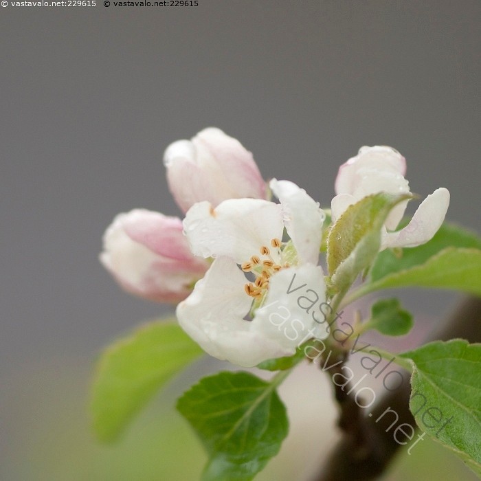 Kuva: omenapuu kukkii - omena omenapuu kukka omenankukka omenapuunkukka ...