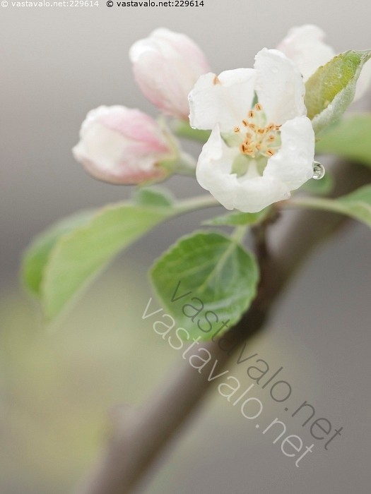 Kuva: omenapuu kukkii - omena omenapuu kukka omenankukka omenapuunkukka ...