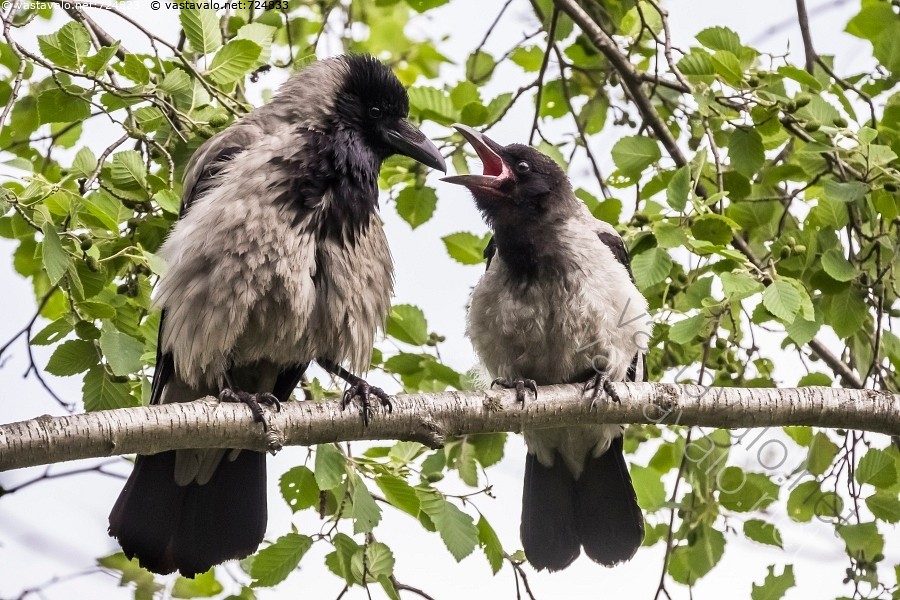 Kuva: Sano krraaaa... - Corvus corone cornix varis emo poikanen ...