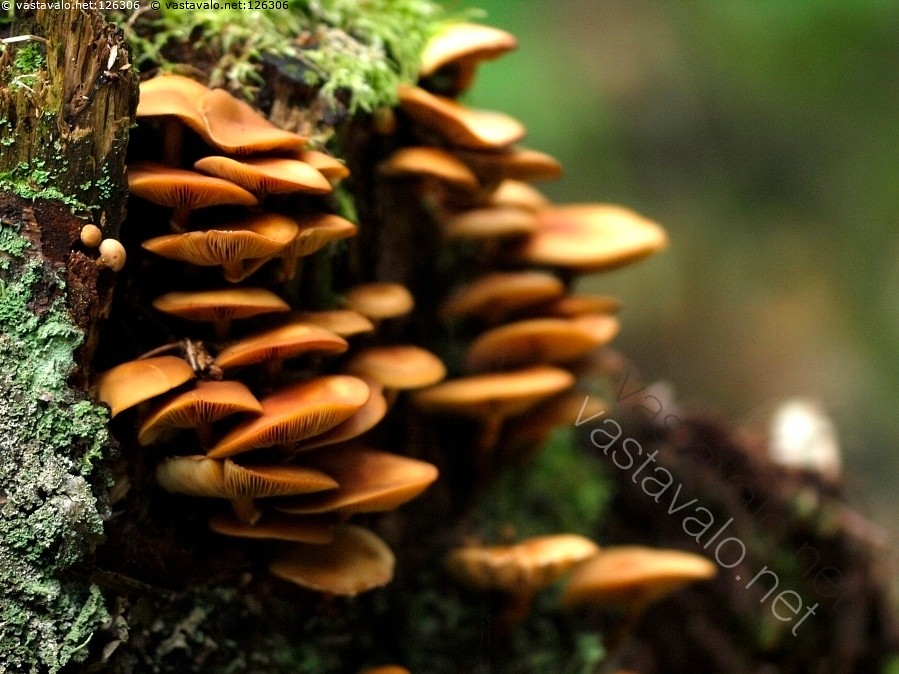 Kuva: syksyn satoa III - sieni sienet rykelmä rypäs kasvusto lakki jalka syksy kanto laho ...