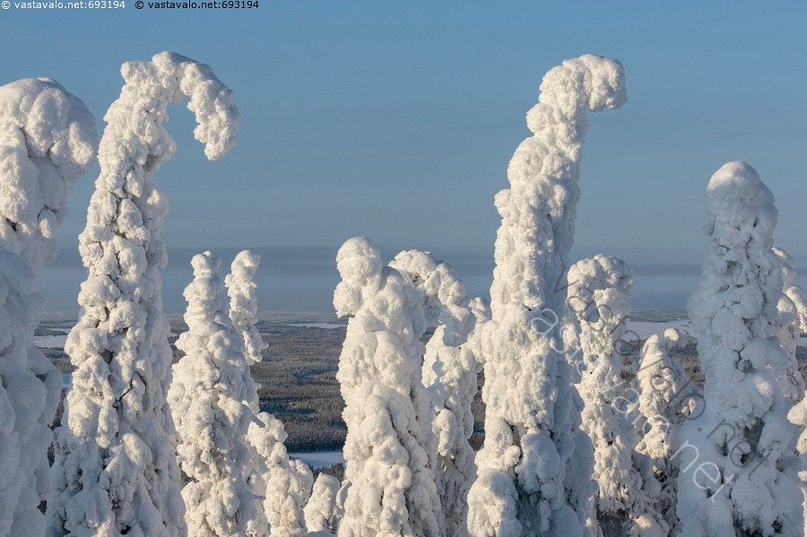 Kuva: Talvimaisema tykkyjen lomasta - lumi tykky helmikuu kynttiläkuusi ...