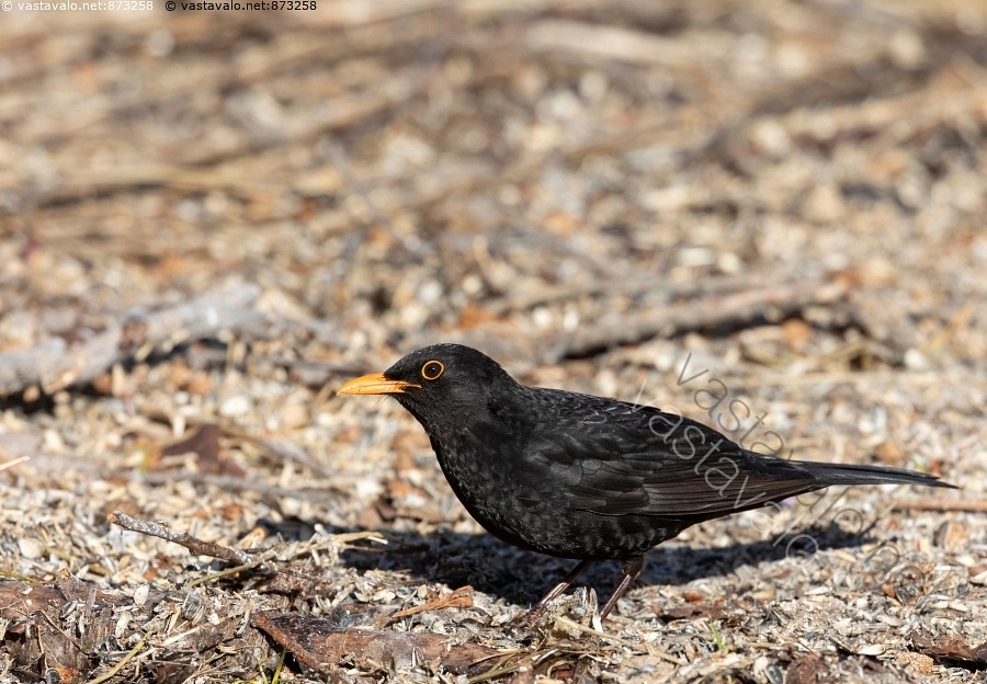 Kuva: Mustarastas ruokinnalla - mustarastas koiras Turdus merula musta ...