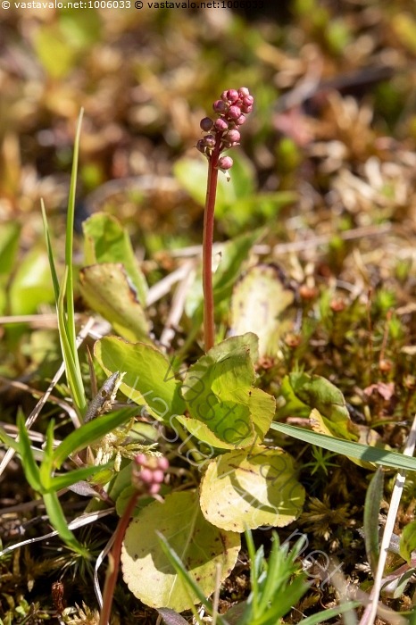 Kuva: Pikkutalvikki nupulla - pikkutalvikki Pyrola minor kanervakasvit ...