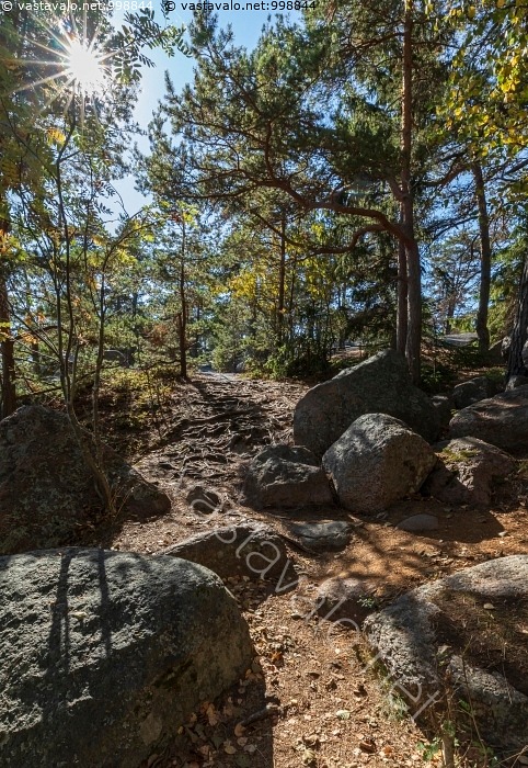 Kuva: Metsäpolku - metsä polku aurinkoinen päivä luontopolku syksy iso ...
