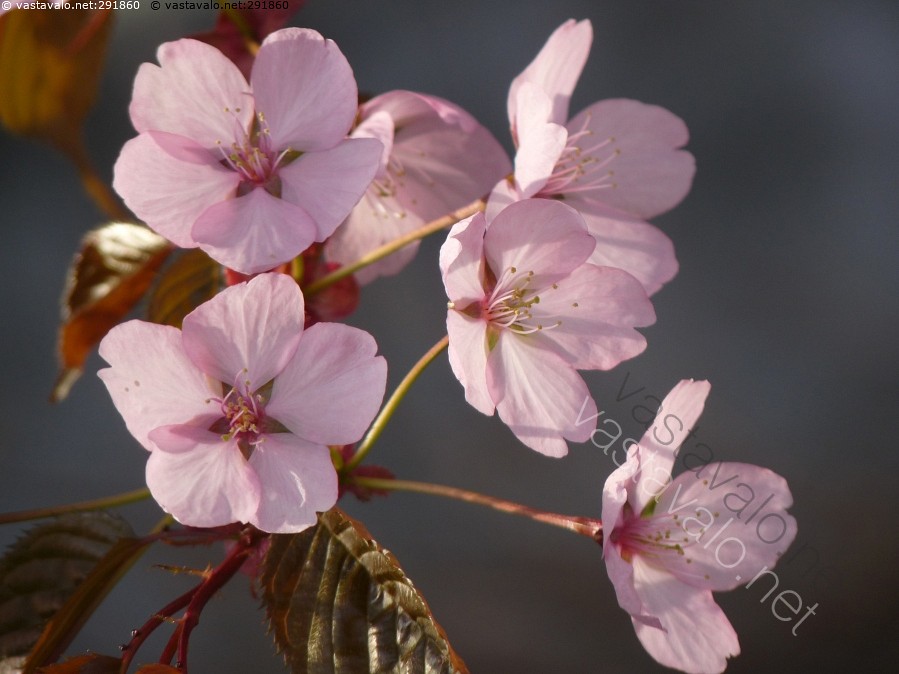 Kuva: Kirsikan vaaleanpunaiset kukat - kukka koristekirsikka ...