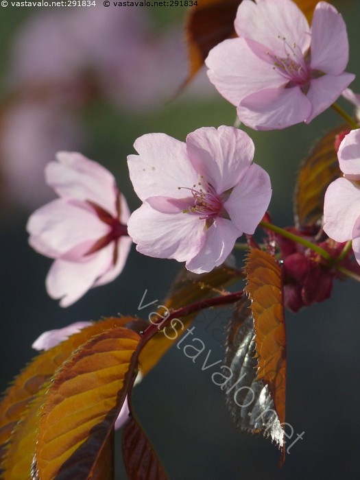 Kuva: Kirsikan kukka - kirsikka kukka kirsikankukka koristekirsikka ...