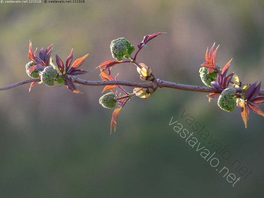 Kuva: Oksa - pensasselja selja Sambucus racemosa terttuselja lehti puu ...