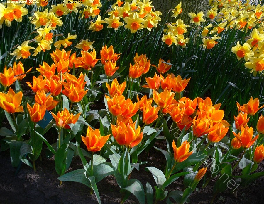 Kuva: Oranssi kukkapenkki - Kukka tulppaani narsissi Keukenhof ...