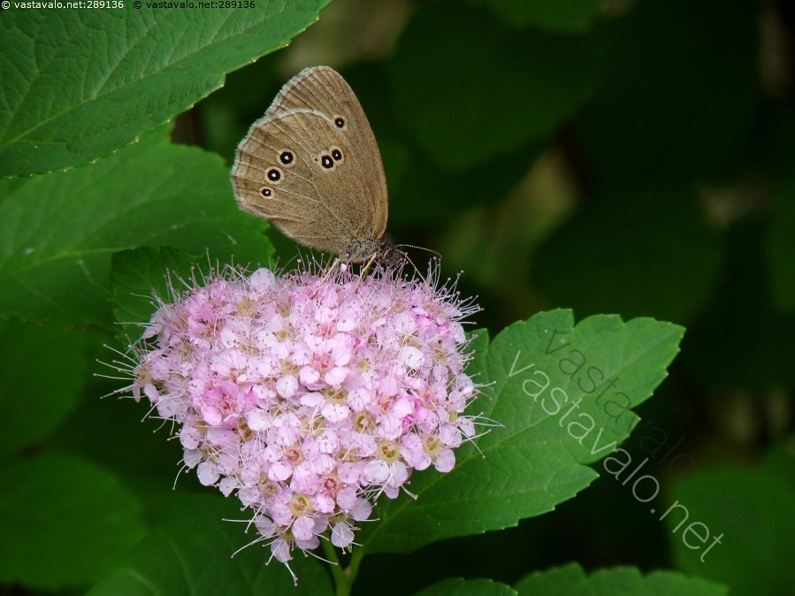 Kuva: Perhonen kukassa 1 - perhonen päiväperhonen tesmaperhonen ...